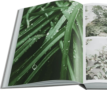 Forest shrubs | FlyingArchitecture